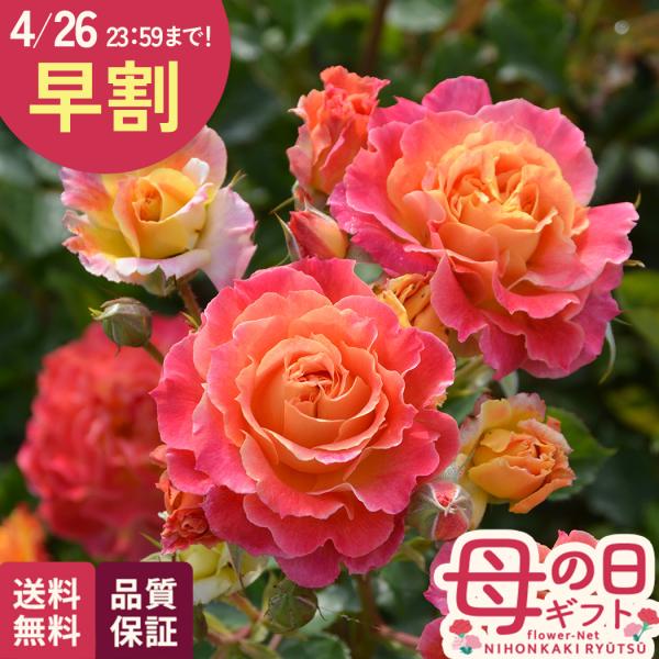 【フラワーネット日本花キ流通】母の日ギフトおすすめ＼２大無料特典／・母の日メッセージ入り「お花の育て方説明書」・届いてからも安心「品質保証」【贈る相手】女性 お母さん 母 母親 ママ 妻 義母 おばあちゃん 祖母 継母 兄弟 姉妹 友人 友...