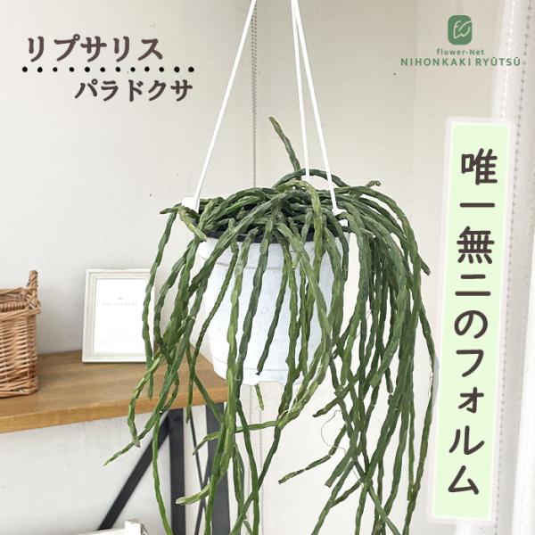 ■置き場所パラドクサ レースのカーテン越し程度の光を当てて下さい。 エアコンの風は直接当たらないようにしてください。 水やりを行った後は換気の良い場所で管理します。 ■水やり2週間に1回程度、与えるときはたっぷり与えて下さい。 少しづつ毎日...