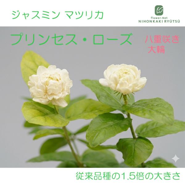 Jasminum sambac Princess Rose半常緑つる性低木 高さ：1〜2mに成長 花期：夏〜秋モクセイ科 ジャスミンの一種ヤエマツリカの大輪品種で、従来品の1.5倍ほどの大きな花を咲かせます。つぼみの時点でぎゅっと詰まった花...