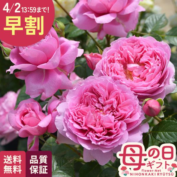 【フラワーネット日本花キ流通】母の日ギフトおすすめ＼２大無料特典／・母の日メッセージ入り「お花の育て方説明書」・届いてからも安心「品質保証」【贈る相手】女性 お母さん 母 母親 ママ 妻 義母 おばあちゃん 祖母 継母 兄弟 姉妹 友人 友...