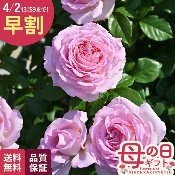 【フラワーネット日本花キ流通】母の日ギフトおすすめ＼２大無料特典／・母の日メッセージ入り「お花の育て方説明書」・届いてからも安心「品質保証」【贈る相手】女性 お母さん 母 母親 ママ 妻 義母 おばあちゃん 祖母 継母 兄弟 姉妹 友人 友...