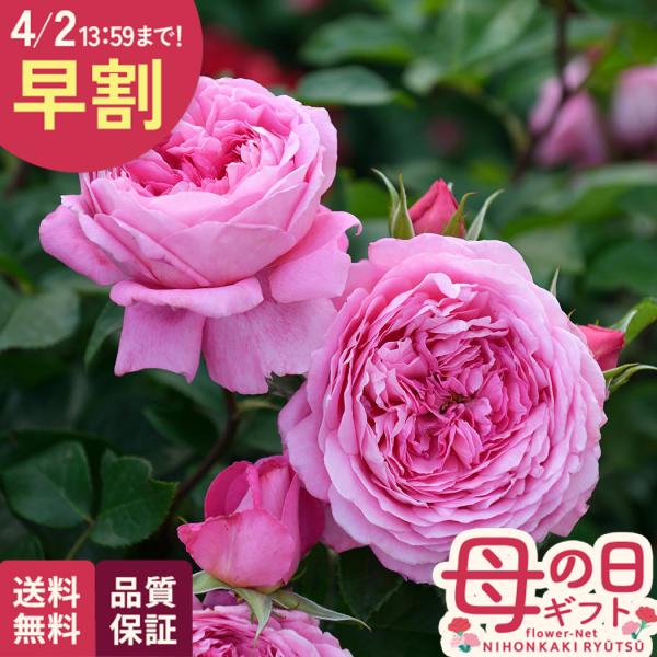 【フラワーネット日本花キ流通】母の日ギフトおすすめ＼２大無料特典／・母の日メッセージ入り「お花の育て方説明書」・届いてからも安心「品質保証」【贈る相手】女性 お母さん 母 母親 ママ 妻 義母 おばあちゃん 祖母 継母 兄弟 姉妹 友人 友...