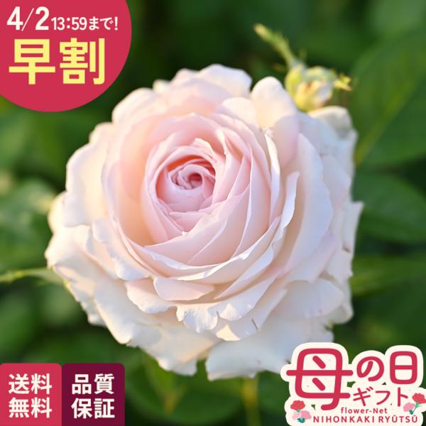 【フラワーネット日本花キ流通】母の日ギフトおすすめ＼２大無料特典／・母の日メッセージ入り「お花の育て方説明書」・届いてからも安心「品質保証」【贈る相手】女性 お母さん 母 母親 ママ 妻 義母 おばあちゃん 祖母 継母 兄弟 姉妹 友人 友...