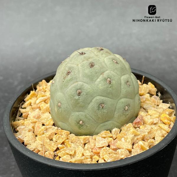 ■日当たり春秋型種 10℃〜25℃の過ごしやすい季節によく生長し、暑すぎたり、寒すぎる時期は休眠してしまいます。 生長期：9月〜5月 休眠期：6月〜8月■水やり1春・秋は日当たりがよく、雨が当たらない風通しの良い場所に置く 2夏の直射日光は...