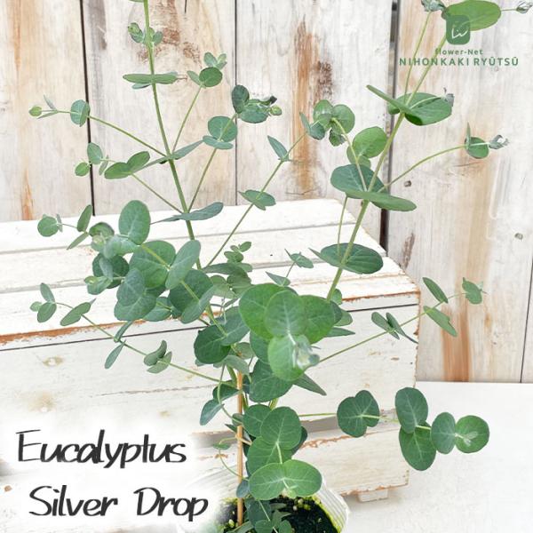 ■特徴丸みを帯びた小さなシルバーグレー〜シルバーブルー色の葉が特徴で、とても美しいです。ユーカリは庭にしてシンボルツリーとしても楽しめますし、切った枝を花瓶に入れてお部屋で楽しんだり、ドライフラワーとしても人気が高いです。■商品説明【分  ...