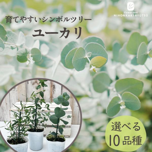 ＜選べるユーカリ 10品種＞◆ウェブステリアナ◆銀世界◆シネレア◆ムーンラグーン◆スティックス◆プルベルレンタ◆ニコリー◆ポリアンセモス◆ブリッジシアナ◆グニー【置き場所】よく日が当たる場所で管理します。【水やり】土の表面が乾いたらたっぷり...