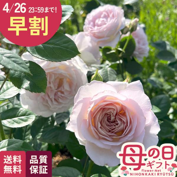 【フラワーネット日本花キ流通】母の日ギフトおすすめ＼２大無料特典／・母の日メッセージ入り「お花の育て方説明書」・届いてからも安心「品質保証」【贈る相手】女性 お母さん 母 母親 ママ 妻 義母 おばあちゃん 祖母 継母 兄弟 姉妹 友人 友...