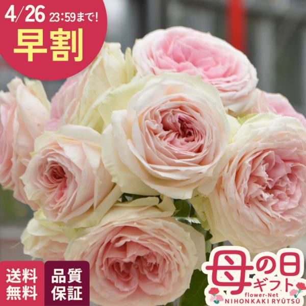 【フラワーネット日本花キ流通】母の日ギフトおすすめ＼２大無料特典／・母の日メッセージ入り「お花の育て方説明書」・届いてからも安心「品質保証」【贈る相手】女性 お母さん 母 母親 ママ 妻 義母 おばあちゃん 祖母 継母 兄弟 姉妹 友人 友...