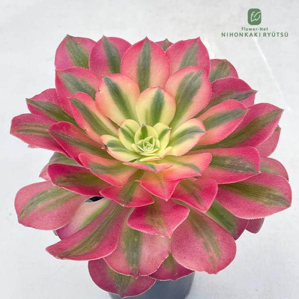 ■特徴冬型種 高山などの気温の低い地域に自生する種類は、日本の夏の暑さが苦手で、5℃〜20℃の気温でよく育ちます。  生長期：9月〜5月 休眠期：6月〜8月■置き場所・水やり1風通しがよく、雨の当たらない明るい日陰に置く 2盛夏は扇風機など...