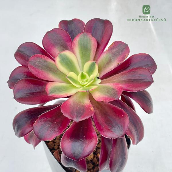 ■特徴冬型種 高山などの気温の低い地域に自生する種類は、日本の夏の暑さが苦手で、5℃〜20℃の気温でよく育ちます。  生長期：9月〜5月 休眠期：6月〜8月■置き場所・水やり1風通しがよく、雨の当たらない明るい日陰に置く 2盛夏は扇風機など...