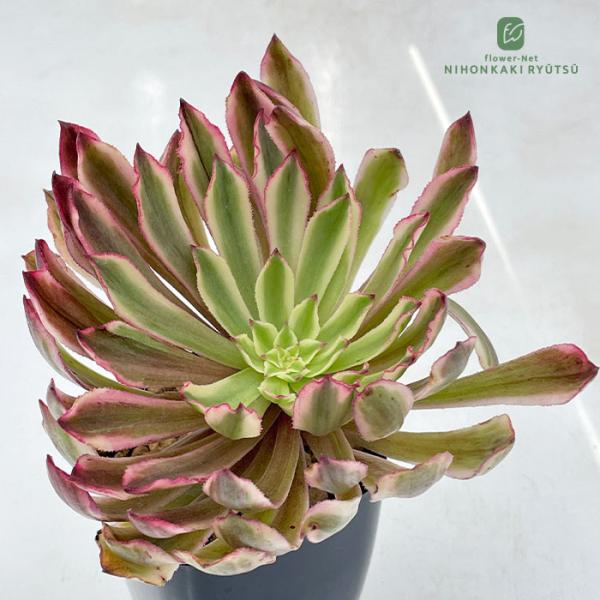 ■特徴冬型種 高山などの気温の低い地域に自生する種類は、日本の夏の暑さが苦手で、5℃〜20℃の気温でよく育ちます。  生長期：9月〜5月 休眠期：6月〜8月■置き場所・水やり1風通しがよく、雨の当たらない明るい日陰に置く 2盛夏は扇風機など...