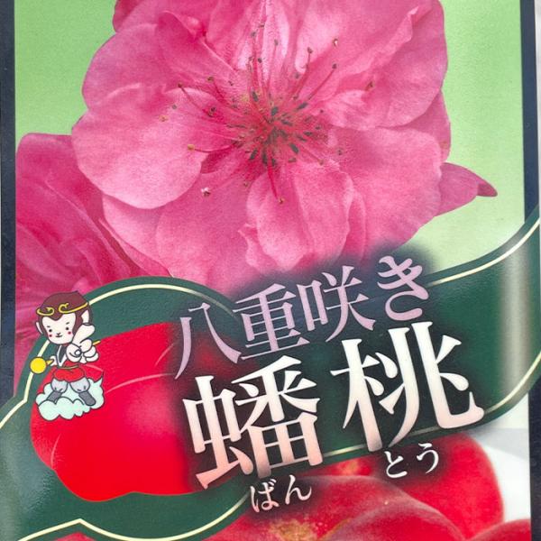 『幻の桃の苗木』とも呼ばれる【蟠桃】孫悟空が食べたとされる伝説の桃。西遊記に登場することで知られる、特別な桃の品種。春になると、可愛らしい桃色の花を咲かせ、果実だけでなく、春の花も楽しめる観賞価値の高い果樹。栽培は難しくなく、一般的な桃と同...