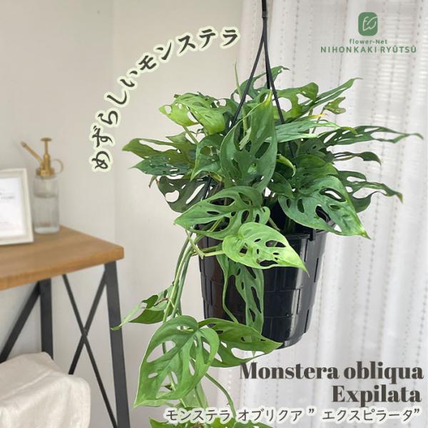 ■特徴《学名》Monstera friedrichsthalii Schott  《科名》 サトイモ科  《属名》 モンステラ属  マドカズラによく似ているため、マドカズラと言われることもありますが、 正式名称はモンステラ・オブリクアエクス...