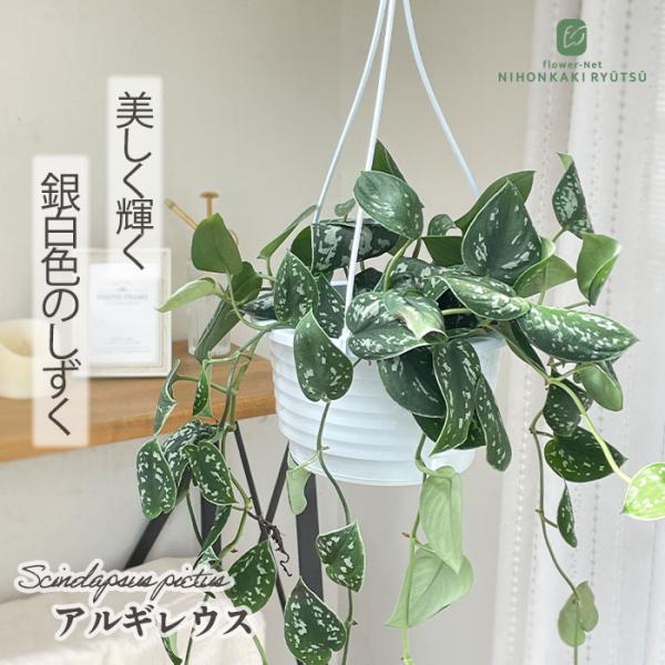 ■置き場所比較的耐陰性はありますが、明るい室内で管理しましょう。■水やり土の表面が乾いたらたっぷりと水を与えてください。 葉水もこまめに与えましょう。■サイズ・その他5号 吊り鉢 1鉢 ※画像はイメージとなります。 ※個体差がございますので...