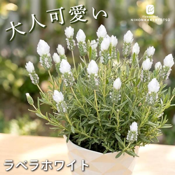 【商品説明】シソ科ラバンディラ属の半耐寒性常緑低木。日当たりが良く、涼しめの場所を好みます。水はけの良い場所で育ててください。【開花時期】春【サイズ】5号鉢 1鉢※ポットの色・材質・形状が変更になる場合がございます。※芽数・大きさには個体差...