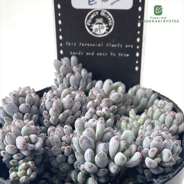 ■商品説明八ヶ岳山麓の高冷地で1年以上の時間をかけてゆっくりじっくり育てられた熟成株。■特徴春秋型種 10℃〜25℃の過ごしやすい季節によく生長し、暑すぎたり、寒すぎる時期は休眠してしまいます。 生長期：9月〜5月 休眠期：6月〜8月■置き...