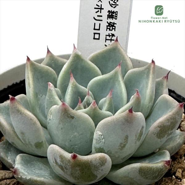 ■日当たり春秋型種 10℃〜25℃の過ごしやすい季節によく生長し、暑すぎたり、寒すぎる時期は休眠してしまいます。 生長期：2月〜6月・9月〜11月 休眠期：7月〜8月・11月〜1月■水やり1春・秋は日当たりがよく、雨が当たらない風通しの良い...