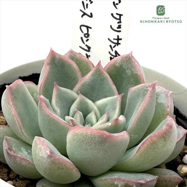 ■日当たり春秋型種 10℃〜25℃の過ごしやすい季節によく生長し、暑すぎたり、寒すぎる時期は休眠してしまいます。 生長期：2月〜6月・9月〜11月 休眠期：7月〜8月・11月〜1月■水やり1春・秋は日当たりがよく、雨が当たらない風通しの良い...