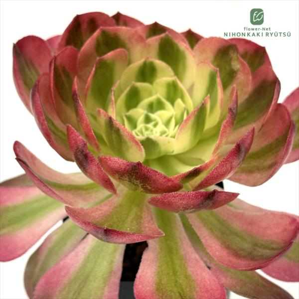 ■特徴冬型種 高山などの気温の低い地域に自生する種類は、日本の夏の暑さが苦手で、5℃〜20℃の気温でよく育ちます。  生長期：9月〜5月 休眠期：6月〜8月■置き場所・水やり1風通しがよく、雨の当たらない明るい日陰に置く 2盛夏は扇風機など...