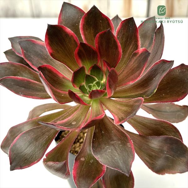 ■特徴冬型種 高山などの気温の低い地域に自生する種類は、日本の夏の暑さが苦手で、5℃〜20℃の気温でよく育ちます。  生長期：9月〜5月 休眠期：6月〜8月■置き場所・水やり1風通しがよく、雨の当たらない明るい日陰に置く 2盛夏は扇風機など...