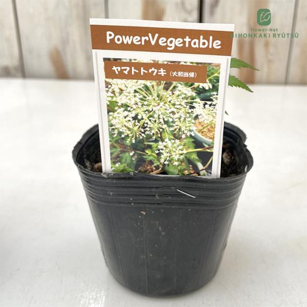 ■特徴大和当帰（ヤマトトウキ）学名：Angelica acutiloba大和当帰は日本の伝統的な薬草の一つで、奈良県をt友進に古くから栽培・利用されてきた植物です。漢方では『血を補う』代表的な生薬で、血行促進や冷え性改善など女性向けの漢方薬...