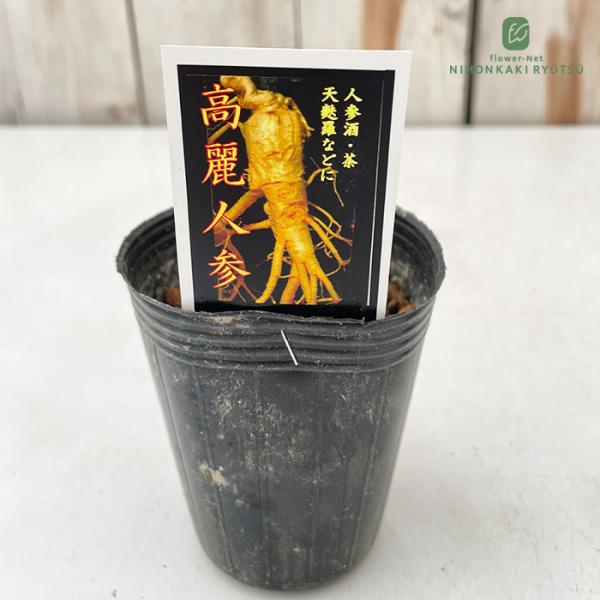 ■特徴育てやすい2年生苗です。 ■置き場所日当たりがよい場所を好みます。 夏は西日が当たらない場所で管理してください。 ■水やり乾燥を嫌うため、水切れに注意してください。 ■サイズ・その他7.5cmポット 1ポット ※個体差がございますので...