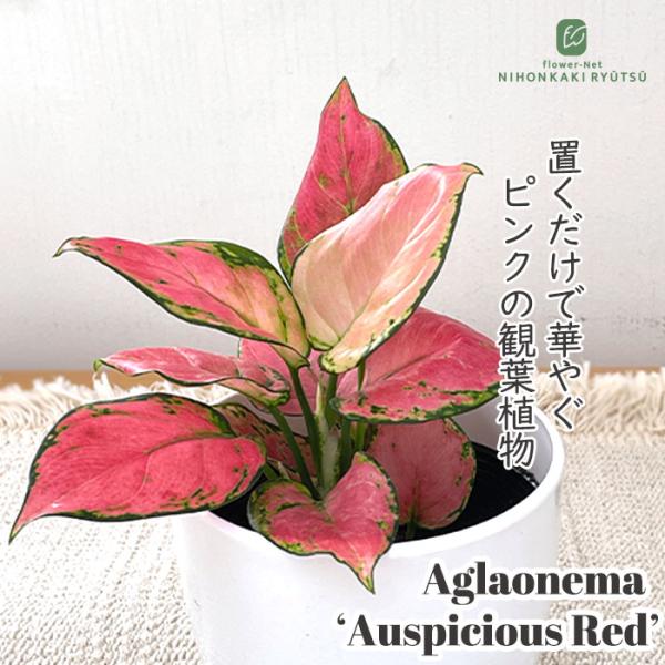 ■商品説明どんなインテリアにも溶け込みやすいシンプルな白い鉢に入ってのお届けです。 丸みのある鉢がキュートでスタイリッシュなデザインとなっていて、シンプルな鉢はどんなインテリアにも自然に溶け込み、空間を明るい印象にします。 届いたその日から...