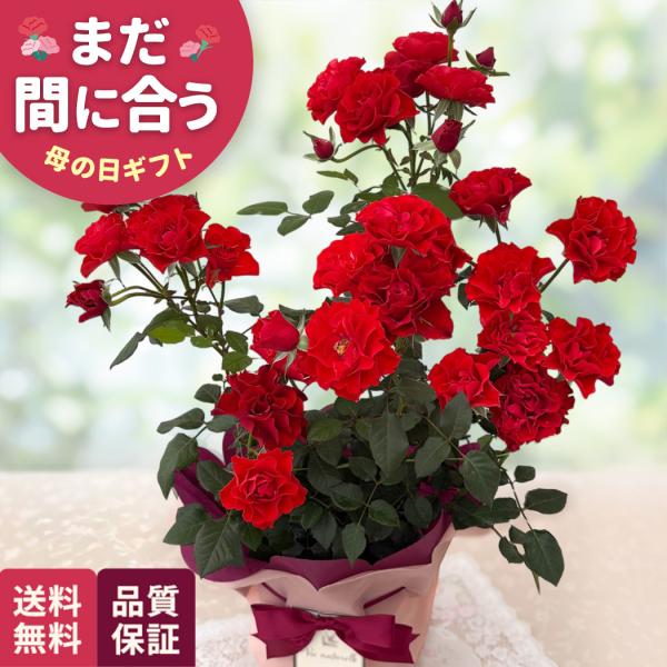 【フラワーネット日本花キ流通】母の日ギフトおすすめ＼４つの無料特典／・お花を傷つけない優しい素材の「ギフトラッピング」・感謝のメッセージ入り「母の日ピック」・お花が初めてでも安心「育て方説明書」・届いてからも安心「品質保証」【贈る相手】女性...