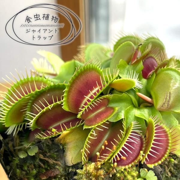 ■日当たり・置き場所日当たりがよく、風通しの良いところで管理しましょう。真夏の暑い時期だけは、なるべく日陰に置き、風通しの良いところで管理しましょう。寒さには多少強いです。■水やりもともと湿地帯に育つ植物のため、土は常に湿らせておきましょう...