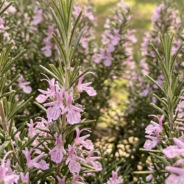 ■特徴爽やかな香りと驚くほどの強健さを持ち、初心者でも育てやすいハーブです。●手間いらず： 乾燥や病害虫に強く、一度根付くと年中青々とした葉を楽しめます。●多彩な用途： 料理やアロマに最適で、清涼感ある香りが記憶力を高めます。●可憐な花： ...