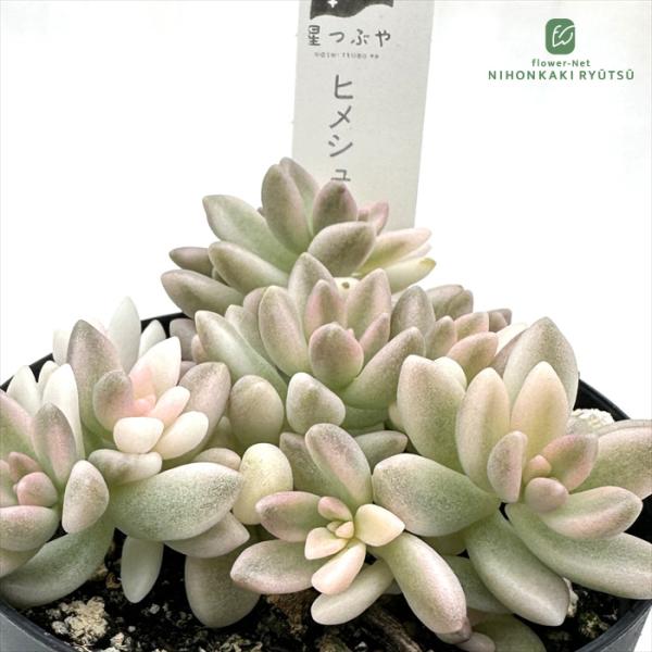 ■日当たり春秋型種 10℃〜25℃の過ごしやすい季節によく生長し、暑すぎたり、寒すぎる時期は休眠してしまいます。 生長期：9月〜5月 休眠期：6月〜8月■水やり1春・秋は日当たりがよく、雨が当たらない風通しの良い場所に置く 2夏の直射日光は...