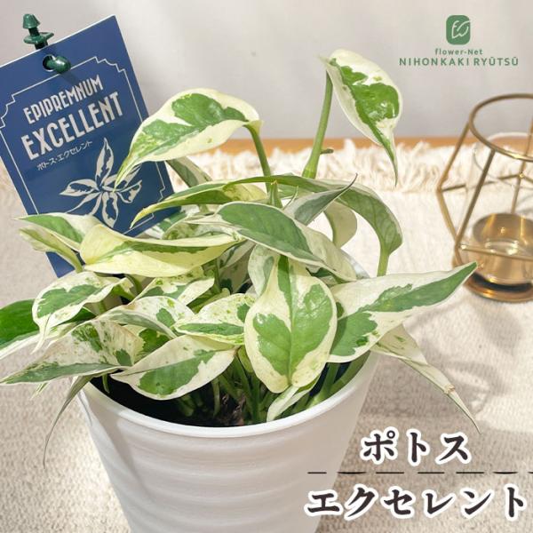 ■特徴加藤農園さんのポトス「エクセレント」 緑に白い斑が入り、とても美しいです。■置き場所直射日光を避けた明るい場所に置いて下さい。 環境変化によって白斑が葉焼けを起こす場合があります。 耐陰性は強いですが暗すぎると葉色が悪くなります。■水...