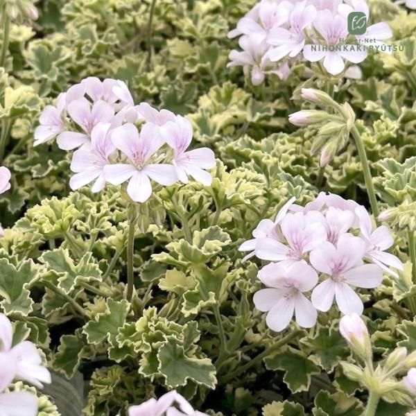 ■特徴ハーブゼラニウムの中でも、特に爽やかな香りと視覚的な美しさを兼ね備えています。●五感を刺激するレモンの香り葉に触れたり、風が吹いたりするたびに、レモンに似た非常に爽やかで鋭いシトラスの香りが漂います。リフレッシュ効果が高く、キッチンハ...