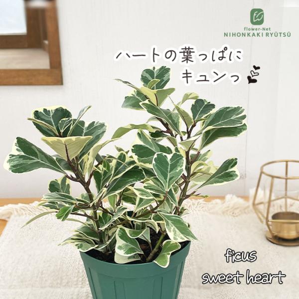 ■特徴アートのような斑がおしゃれな観葉植物です。 小さめで可愛い葉でインテリアにぴったり。 耐寒性、耐陰性もあり育てやすい植物です。■置き場所風通しの良い場所で管理します。 直射日光は葉焼けするので避けましょう。 冬は室内の暖かい場所に置き...