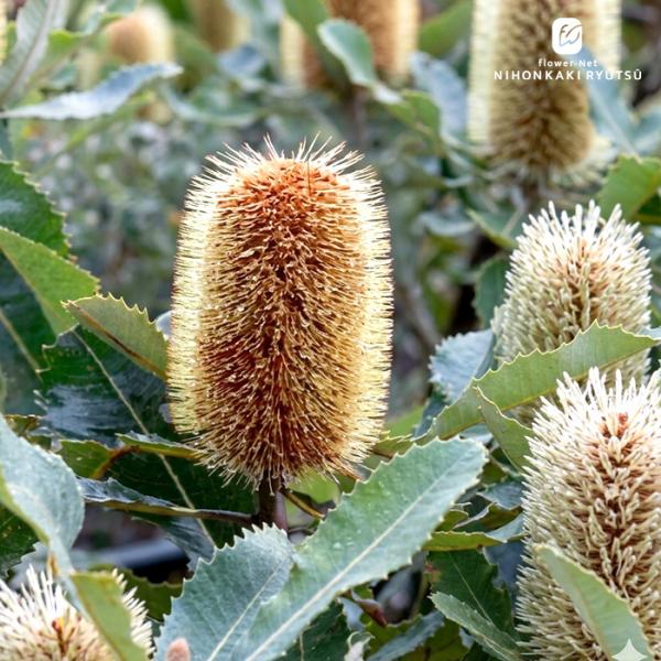 ■特徴オーストラリア原産 ヤマモガシ科 バンクシア属 青緑色のつぼみが特徴的、開花すると黄色〜黄緑色に変化します。 スワンプ＝湿地が名前の由来ということもあり、高い耐湿性を持ちます。 日本の梅雨や多湿な環境にも比較的対応しやすく、オージープ...