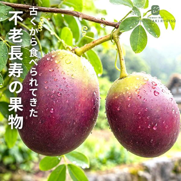 ■商品説明日本に古くから自生する希少な果樹です。一年中美しい葉を楽しめる常緑つる植物。 秋には紫色の果実が実り、中からゼリー状の果肉が現れます。 その果肉は甘く上品な味わいで、古くから珍重されてきました。 名前の由来は、果実を献上された天皇...