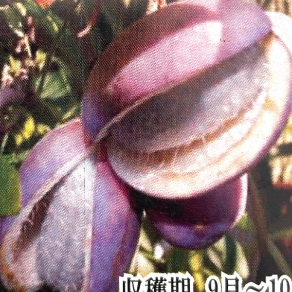 ■商品説明五葉アケビは、日本の秋を代表する果実のひとつ。 三葉アケビに比べて果実が大きく育ちやすく、収穫の喜びを存分に味わえる人気の品種です。 秋になるとふっくらと膨らんだ果実が自然に裂け、中から現れるのは乳白色の果肉。 スプーンですくって...