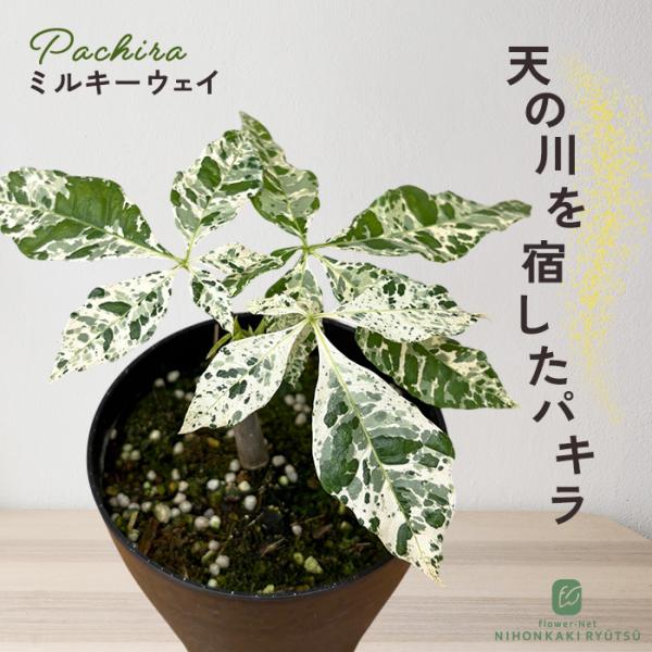 ■特徴観葉植物の中で最も有名といっても過言ではない「パキラ」の斑入りになります。 その名の通り「天の川」のように星を散りばめたような葉が魅力です。■置き場所性質は強く耐陰性がありますが、部屋の明るい場所で管理してください。 直射日光に当たる...