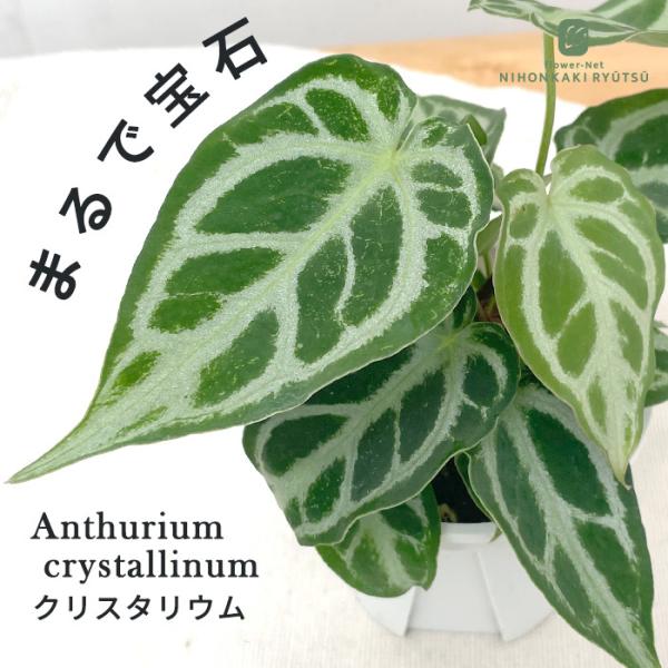 ■商品説明どんなお部屋にも飾りやすいミニサイズの観葉植物です。 インテリアにも自然に溶け込み、空間を明るい印象にします。 手間いらずで、あなたのお部屋を一瞬にしておしゃれな雰囲気に変えてくれます。 新たに観葉植物を始める方や、プレゼントにも...
