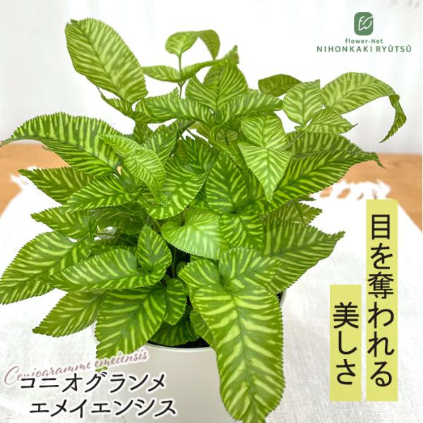 ■特徴中国の峨眉山にちなんで名付けられたシダ植物。 涼しげな緑の葉に、クリーム色や黄白色の模様が入る希少品種です。  別名「ゴールデンゼブラ」の名の通り、美しい縞模様が葉に広がり、和モダンから洋風まで幅広いインテリアに調和します。  葉の縁...