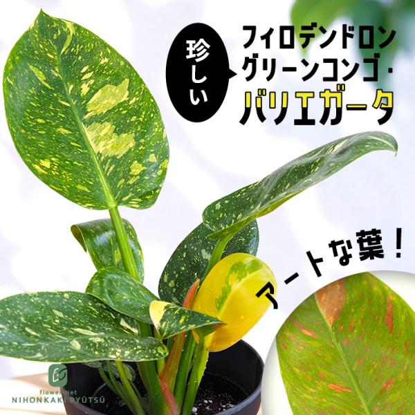■特徴肉厚で美しい艶のある大きな葉に、クリームイエローの班（まだら）模様が溶け込むように入る、希少な斑入りフィロデンドロンです。新しく開く葉の表情は、大胆だったり、繊細だったりと、一枚として同じものは存在しません。まさに植物が描く「生きたア...