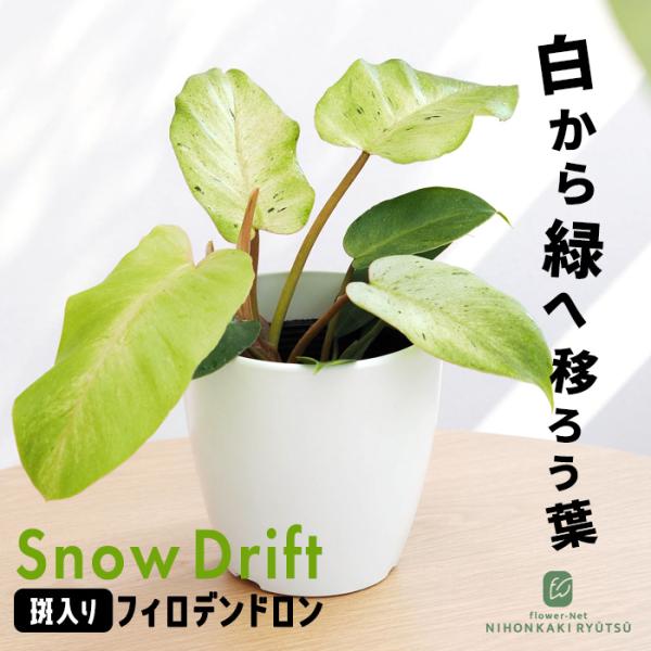 ■特徴まるでアート。白から緑へ、美しく移ろうグラデーション葉。インテリア性も抜群で、流通量の少ない希少な観葉植物です。最大の魅力は、ライムカラーのグラデーションと、まるで絵の具を散らしたような美しい散り斑（ちりふ）のコントラスト。新芽のホワ...