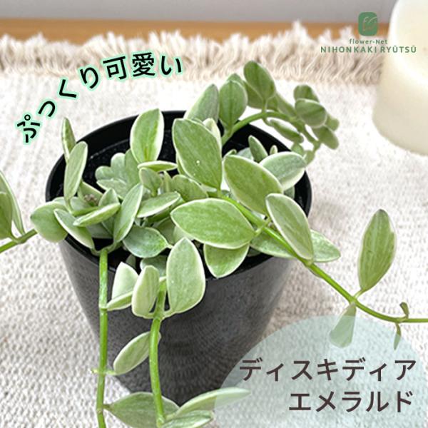 ■置き場所春と秋は日当たりの良い場所か半日陰で管理してください。真夏は直射日光に当てると葉が傷むので明るい日陰に置いて下さい。冬は室内で管理してください。日当たりを好むのでなるべくよく日の当たる場所に置いて下さい。■水やり土の乾燥には強い方...