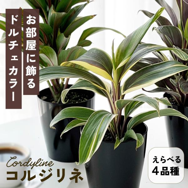 【商品説明】シックでスタイリッシュにお部屋を彩る。おいしそうで、可愛い名前の「選べるコルジリネ」が登場！個性豊かな葉色と、シャープで美しいシルエットは、置くだけでお部屋の雰囲気をワンランク格上げしてくれます。コンパクトにまとまるので、デスク...
