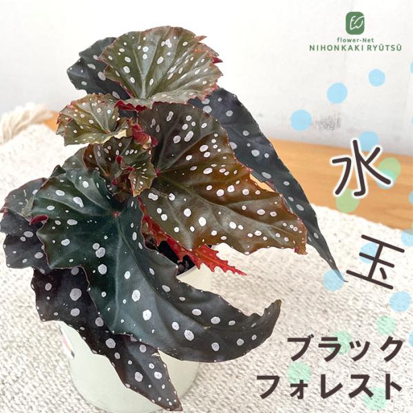 ■特徴水玉模様の葉が特徴で、観賞用で楽しまれます。 ■置き場所室内や戸外の日陰になる場所で管理しましょう。 暑さは苦手なので、風通しがよく涼しい場所で管理しましょう。 冬は最低気温5℃をきらないよう管理します。 ■水やり水のやりすぎには注意...