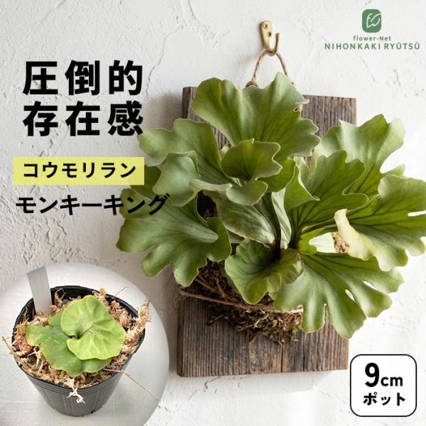 ■置き場所風通しが良く日当たりの良い場所で管理して下さい。 直射日光に当てると葉焼けの原因になるため注意します。  気温が10度以下になったら暖かい室内に入れます。■水やり土が乾いていたら時間をかけてたっぷりと水やりをします。 冬は水やりの...