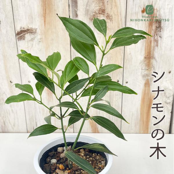 ■特徴スリランカ原産の高級シナモンの原料として世界中で珍重される香辛料樹木です。 市場に多く出回るカッシア（中国シナモン）とは一線を画す、上品で繊細な甘い香りが最大の特長です。 甘みとスパイシーさが絶妙なバランス。紅茶・デザート・カレーなど...