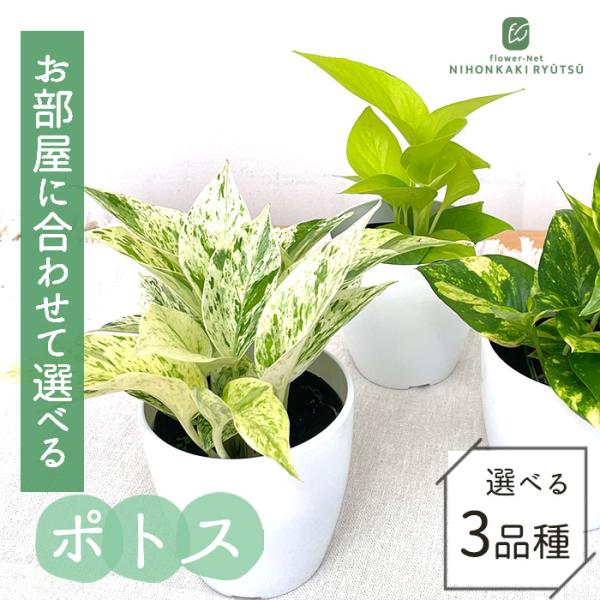 【商品説明】どんなインテリアにも溶け込みやすいシンプルな白い鉢に入ってのお届け。丸みのある鉢がキュートでスタイリッシュなデザインとなっていて、シンプルな鉢はどんなインテリアにも自然に溶け込み、空間を明るい印象にします。届いたその日からすぐに...