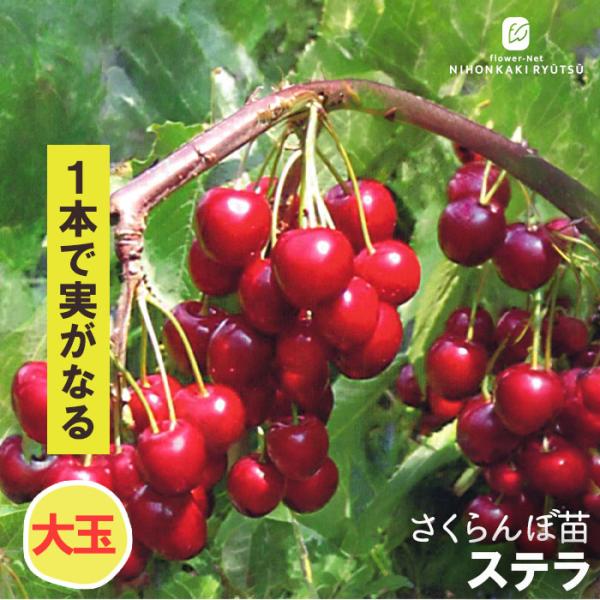 英国から入ってきた品種で、自家結実性があるので1本で実をつけます。また受粉樹としても最適です。日本のさくらんぼと比べると少し酸味があり、濃厚な味わいです。・糖度　16度〜18度程度・大きさ　6ｇ〜7ｇ内外・熟期　6月上旬〜6月中旬頃・受粉樹...