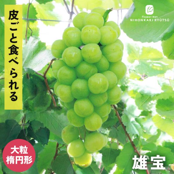 雄宝（ゆうほう）は、あの「シャインマスカット」を母に、「天山（てんざん）」を父に持つ、超大粒のぶどうです。最大の特徴は、その圧倒的な果実の大きさと、「シャインマスカットよりも美味しい」と評されるほどの極上の味わい。皮が非常に薄いため皮ごと丸...